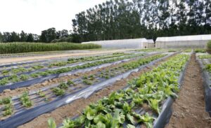 Inscrições Abertas Para Startups No Inova AgroBrasília 2026 ...